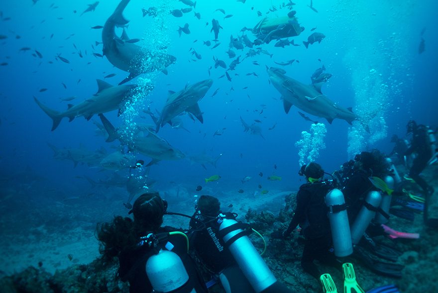 Marine Biology Shark Camp in Fiji | Broadreach
