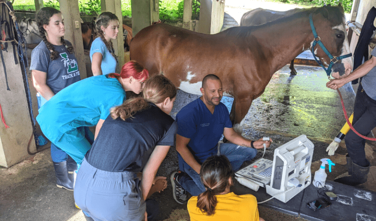 Veterinary Summer Camps for Teens | Broadreach