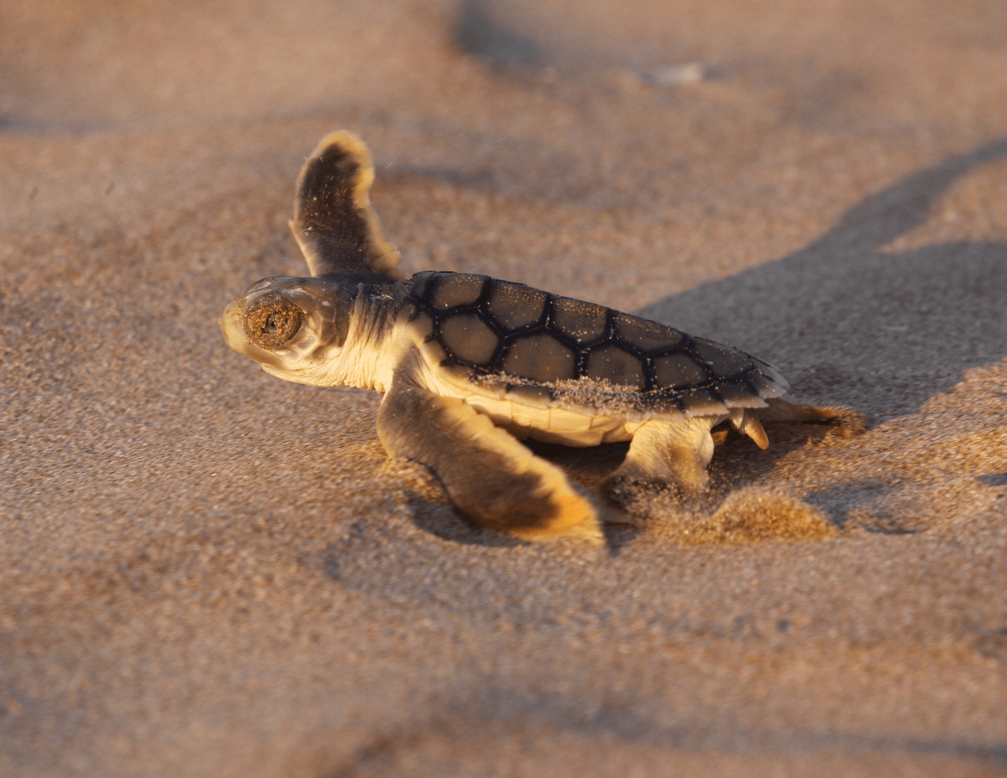 From Head to Scute: Identifying the Seven Species of Sea Turtles ...