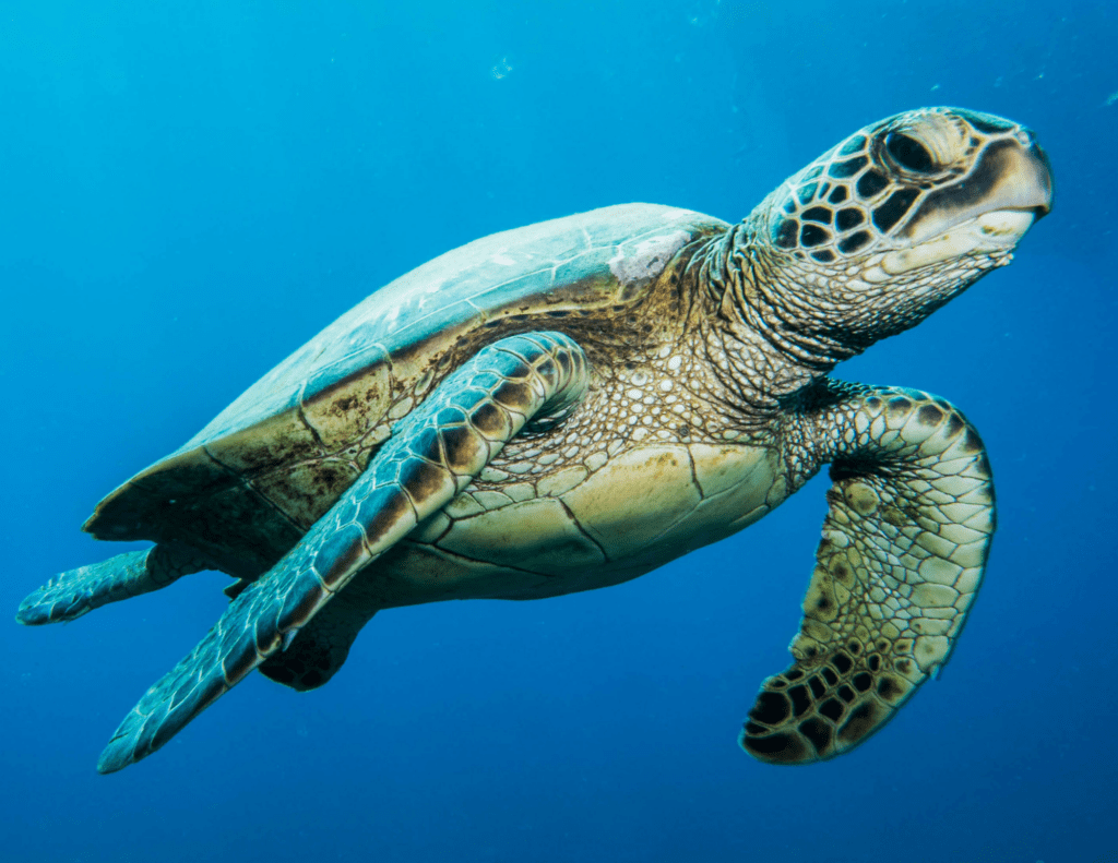 From Head to Scute: Identifying the Seven Species of Sea Turtles ...