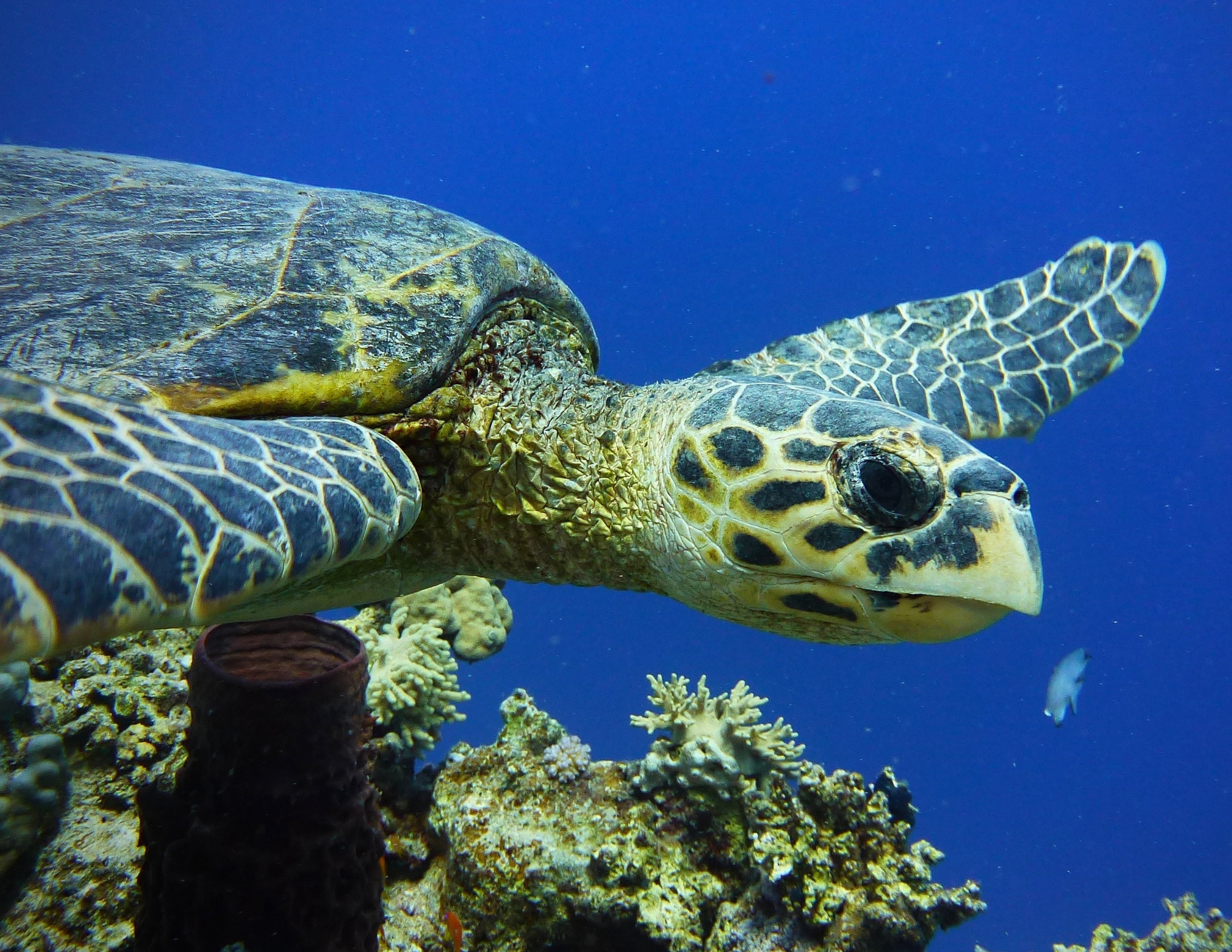 Identify the Seven Sea Turtle Species