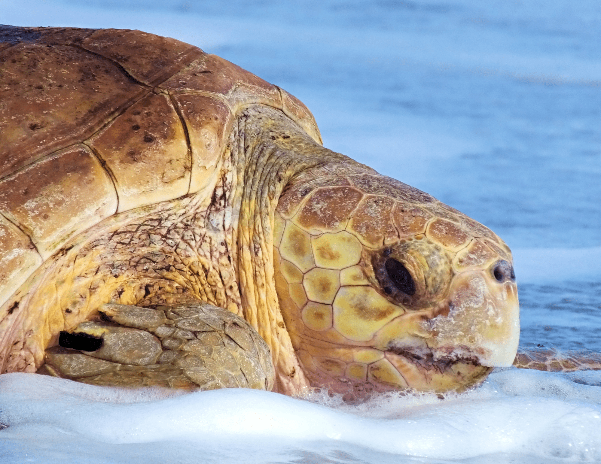 From Head to Scute: Identifying the Seven Species of Sea Turtles ...