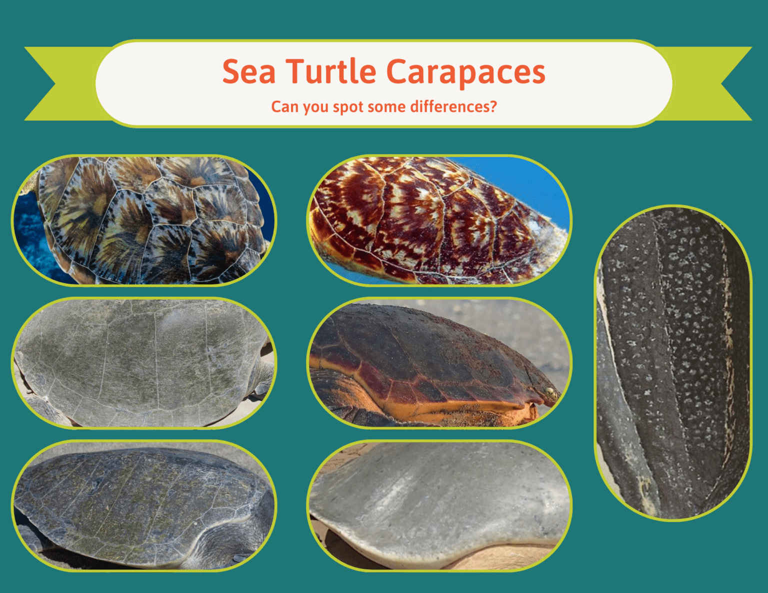 From Head to Scute: Identifying the Seven Species of Sea Turtles | Broadreach