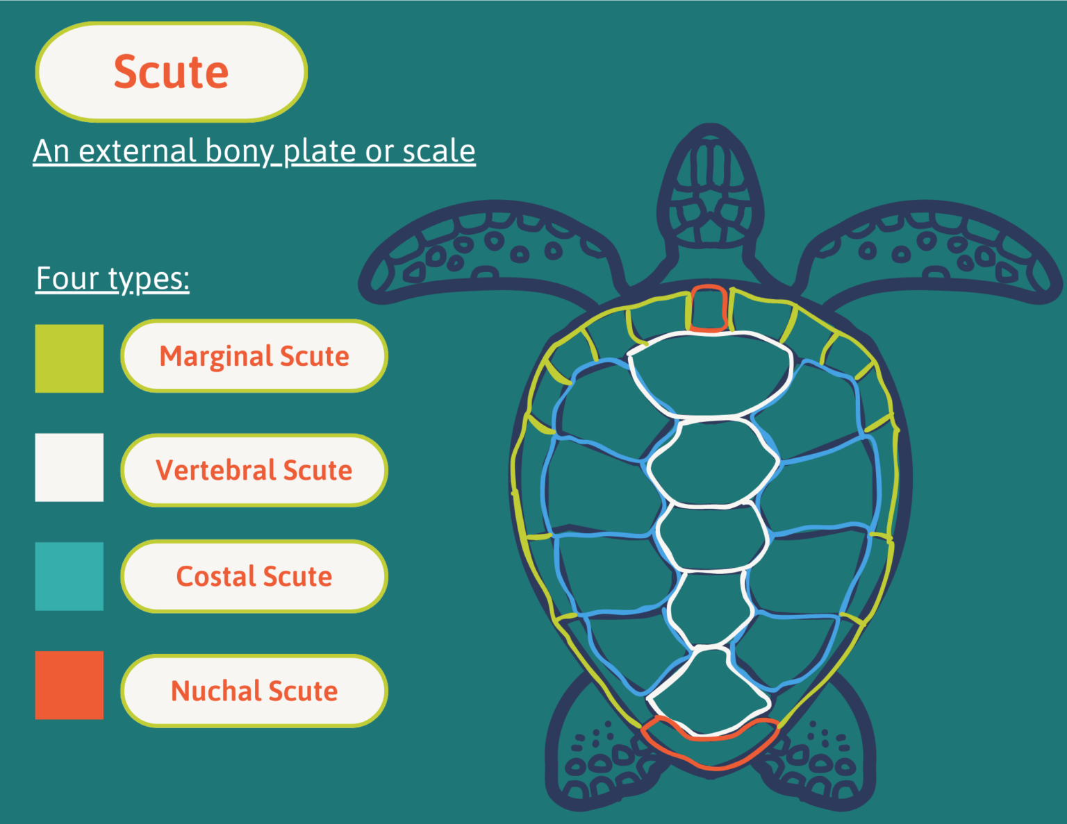 From Head to Scute: Identifying the Seven Species of Sea Turtles ...