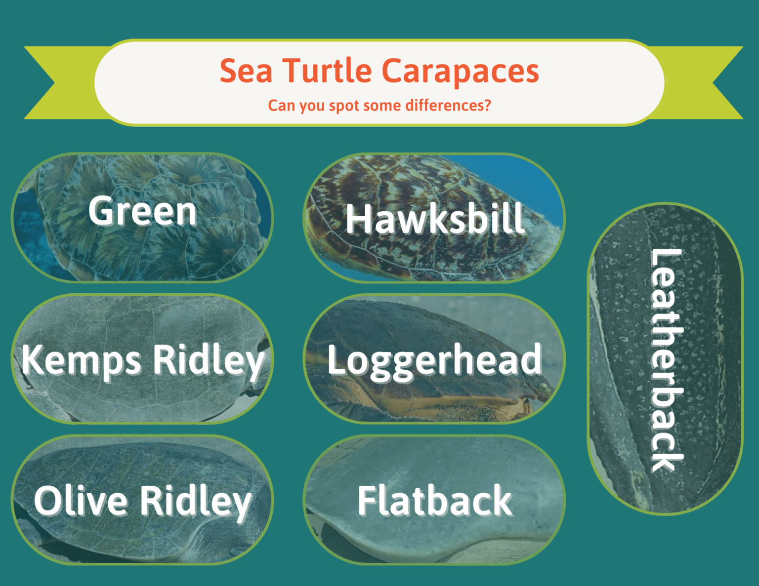 From Head to Scute: Identifying the Seven Species of Sea Turtles ...