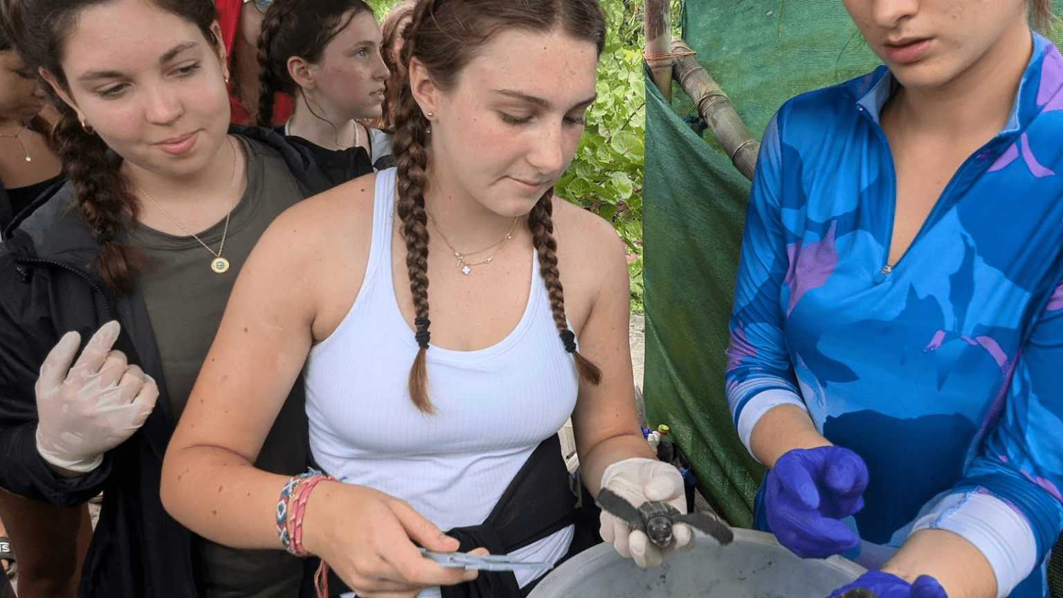 From Head to Scute: Identifying the Seven Species of Sea Turtles ...