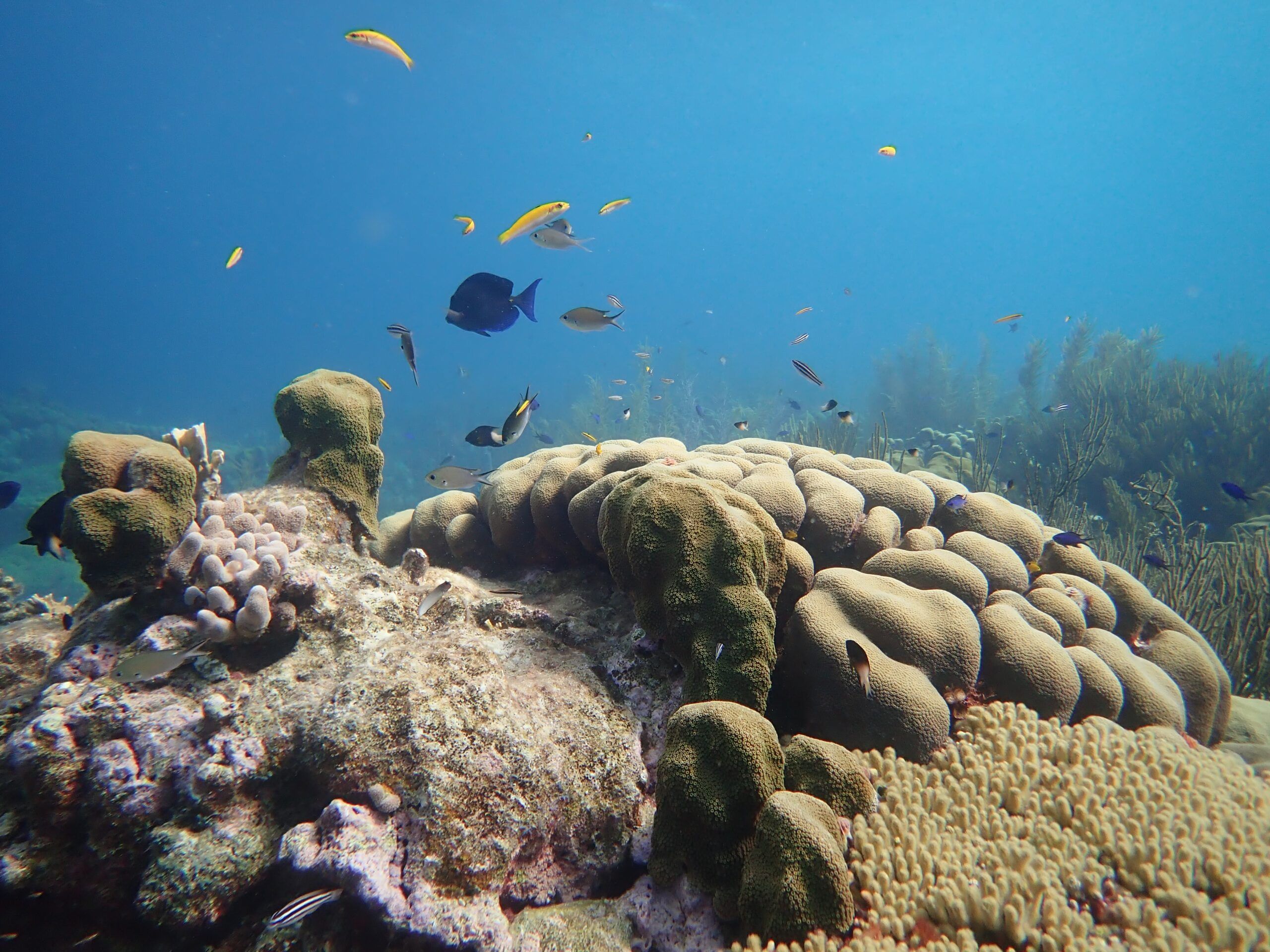 Dive Into Adventure: 8 Epic Dive Sites You Can't Miss on a Broadreach ...