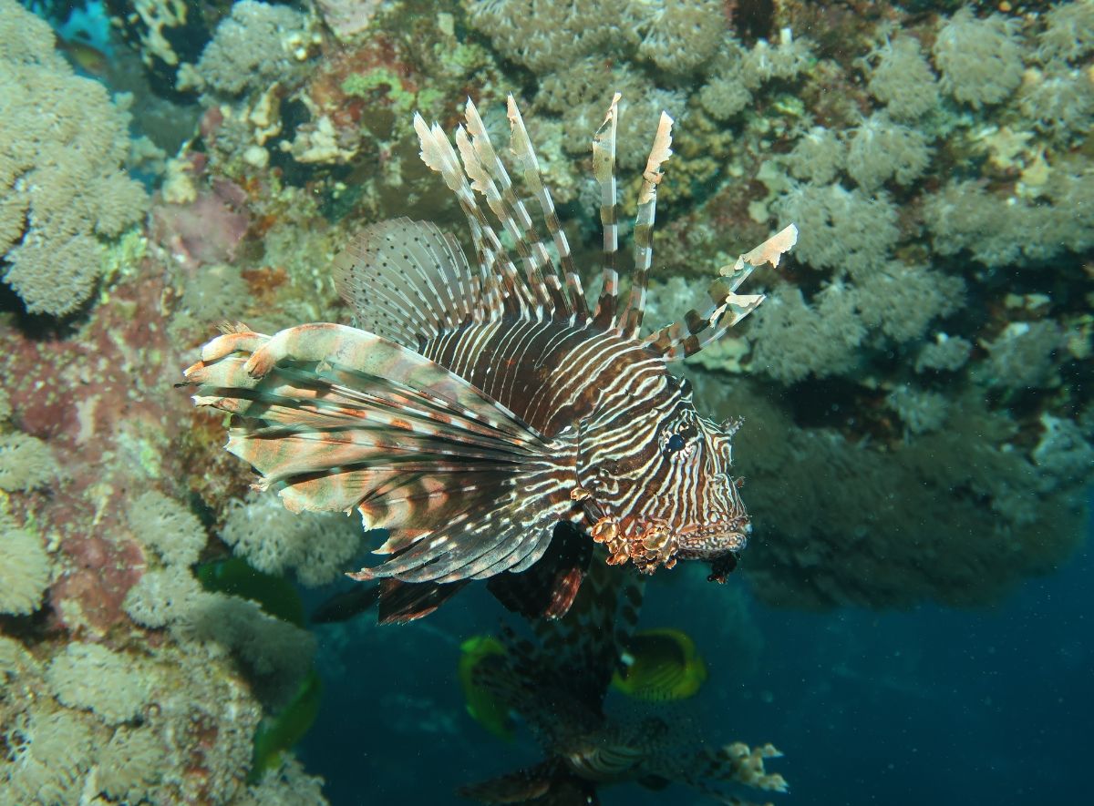 Lionfish and the Challenge of Invasive Species | Broadreach